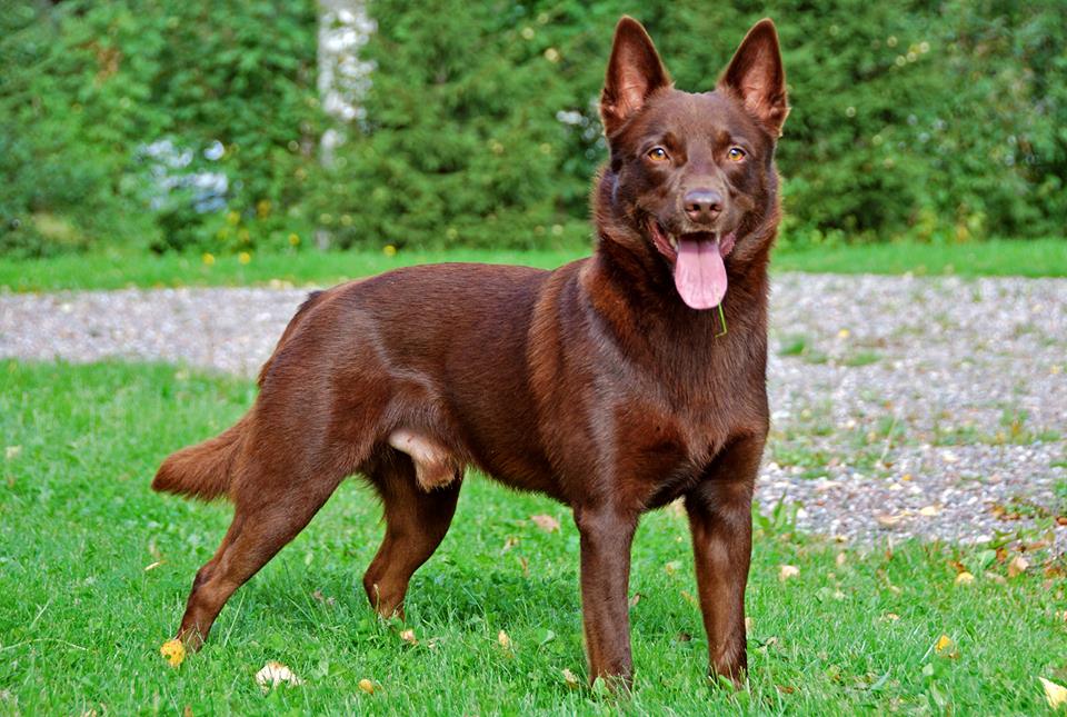 20th Didaktic’s Kelpie Show Champion: Didaktic’s New Hope – Didaktic's