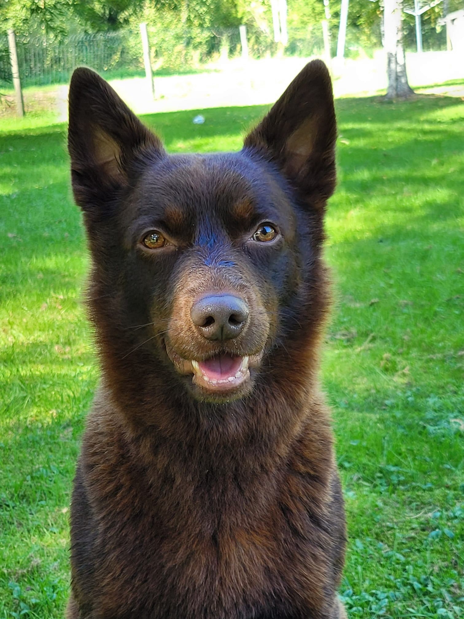 Didaktic’s Tiger – Approved Character Test – Didaktic's